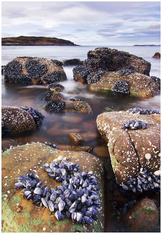 Garvie Bay mussels